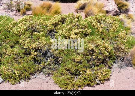 Tola tola (Parastrephia lepidophylla) is a resinous shrub native to ...