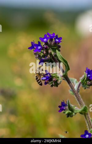 A bee collects pollen near a flower. A bee flies over a flower in a ...