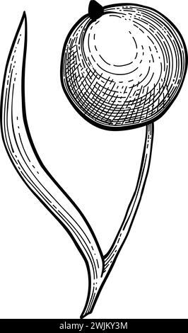 Hazelnut, hard shelled filberts. Whole scattered cobnuts composition ...