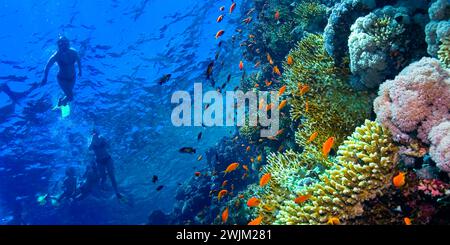 landscape Coral Reef at the Red Sea Egypt Stock Photo - Alamy