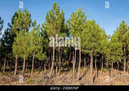 Pine forest, Pinus sylvestris, Navaleno, Soria, Autonomous Community of ...