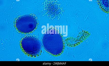 Lillium anther under Optical Microscope Stock Photo - Alamy