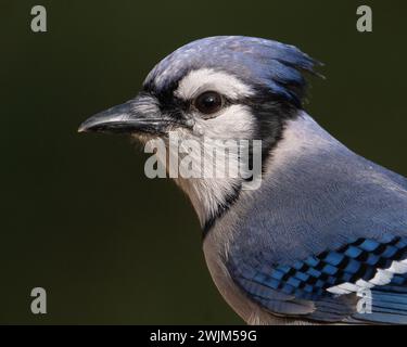 Closeup portrait of a bluejay Stock Photo - Alamy