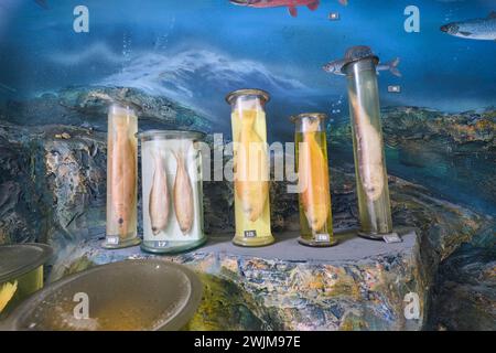 A collection of preserved examples of fish, in glass vials, tubes ...