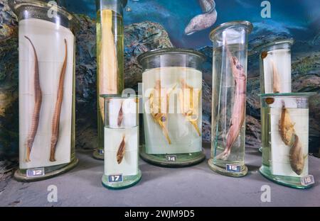 A fish preserved in formaldehyde liquid Stock Photo - Alamy