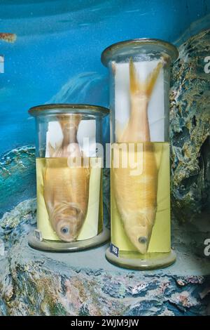 A fish preserved in formaldehyde liquid Stock Photo - Alamy