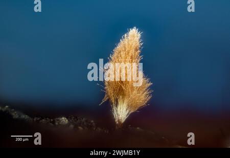 Anamorphs (asexual, reproductive stage) from the basidiomycot fungus ...