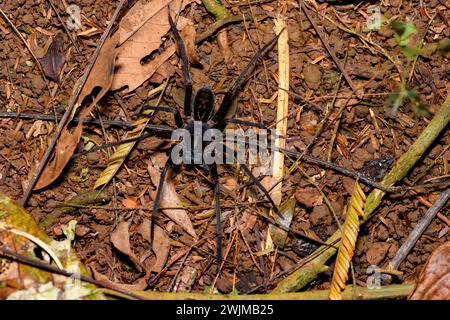 Wandering Spider, Ctenus sp., Costa Rica Stock Photo - Alamy