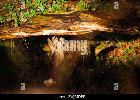 young roebuck in the woods Stock Photo - Alamy