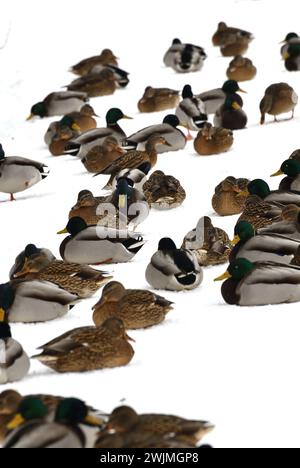 Male and female mallards in snow in winter Stock Photo - Alamy