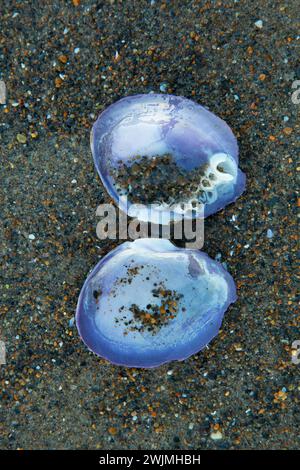 Clam shells, Pacific Coast Scenic Byway, Lincoln City, Oregon Stock ...