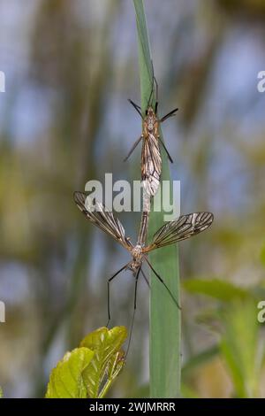 Schnake, Kopula, Paarung, Kopulation, Paar, Pärchen, Tipula varipennis ...