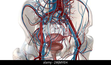 The pelvic venous system is responsible for taking blood from the ...