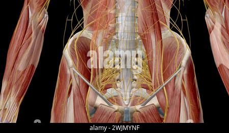 Lumbar nerve roots of the spinal nerves coming out of the lumbar ...