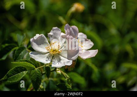 Pennsylvania Blackberry (Rubus pensilvanicus Stock Photo - Alamy