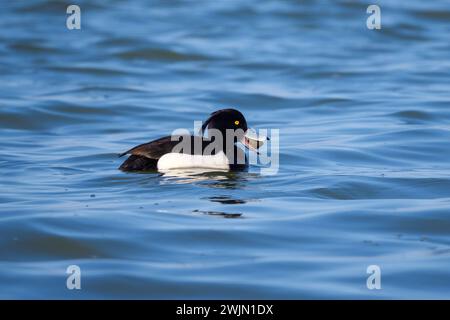 duck Aythya fuligula on the river Stock Photo - Alamy