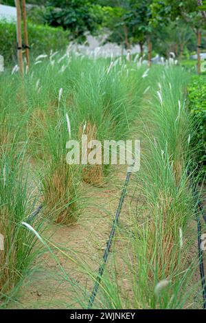 Irrigation in the city of Dubai, United Arab Emirates Stock Photo - Alamy