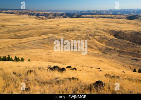 Prairie grassland from Harsin Butte Trail, Zumwalt Prairie Preserve ...