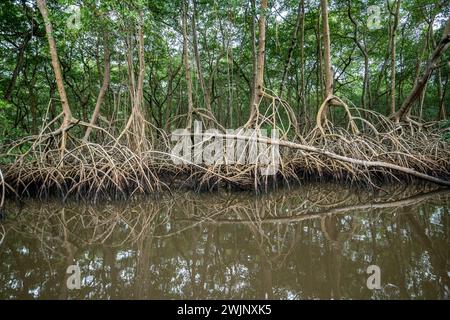 Mangrove Tree in Caroni Swamp. Trinidad and Tobago Stock Photo - Alamy