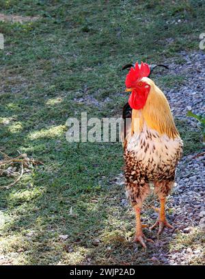 Beautiful rooster red crest, white feathers Stock Photo - Alamy