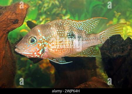 Aquarienfische als Haustiere Ein Feuermaul- oder auch ...