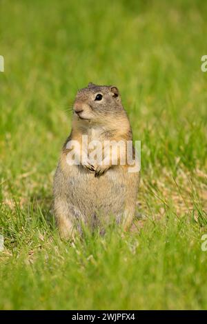 Gopher, Malheur National Wildlife Refuge, Oregon Stock Photo - Alamy