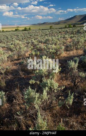 High desert sagebrush, East Steens Tour Route, Burns District Bureau of ...