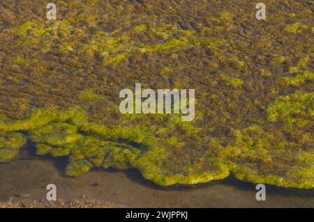 algae seaweed in lagoon that are at the base of the food chain and feed ...
