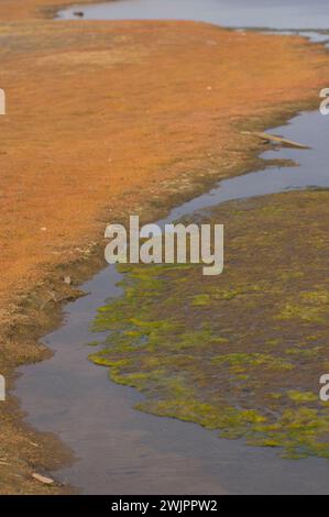 algae seaweed in lagoon that are at the base of the food chain and feed ...