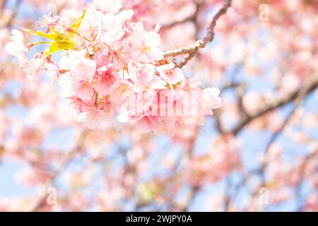 Beautiful and cute pink Kawazu Zakura (Cherry blossoms) wallpaper ...
