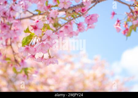 Beautiful and cute pink Kawazu Zakura (Cherry blossoms) wallpaper ...