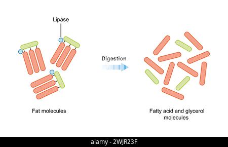 Fat molecule digestion, illustration Stock Photo - Alamy