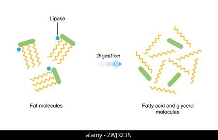 Fat molecule digestion, illustration Stock Photo - Alamy