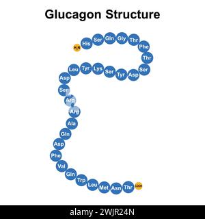 Glucagon structure, illustration Stock Photo - Alamy