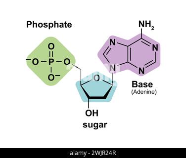 Base-pair structure of DNA, illustration. The double helix of the ...