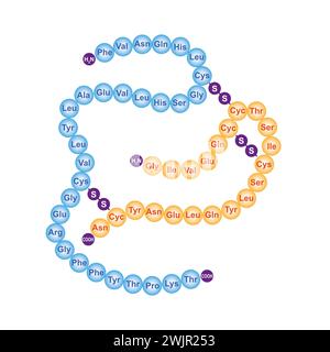 Human insulin structure, illustration Stock Photo - Alamy