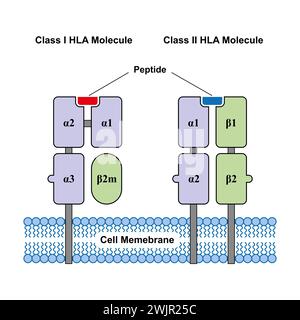 HLA class 1 and class 2 molecules, illustration Stock Photo - Alamy