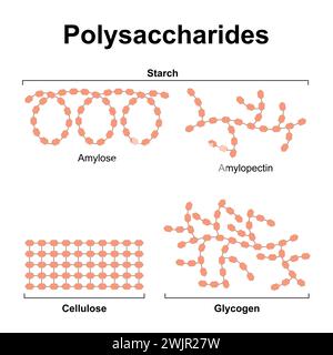 Polysaccharides types, illustration Stock Photo - Alamy