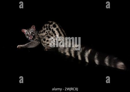 Common genet in front of black background Stock Photo - Alamy
