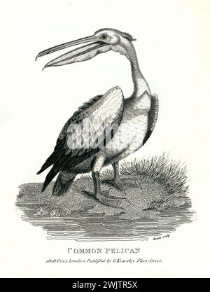 A line art illustration of a pelican bird in black and white. The ...