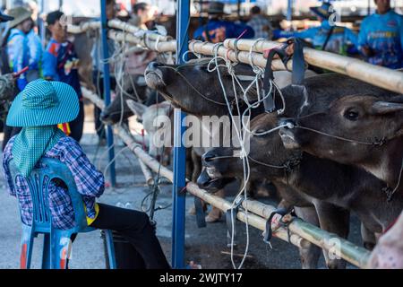 Farmers with their Buffaloes at Buffalo Race Festival or Wing Khwai in ...
