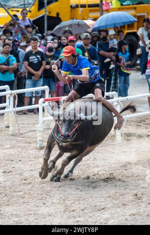 Farmer with his Race Buffalo at Start of Buffalo Race Festival or Wing ...