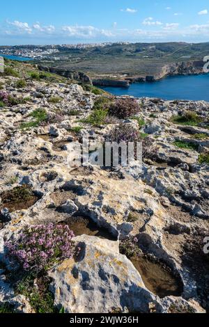 View from the limstone garrigue at Marfa Ridge towards Mellieha, Malta ...