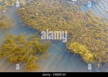 Colorful view of green algae floating in shallow water, light ripples ...