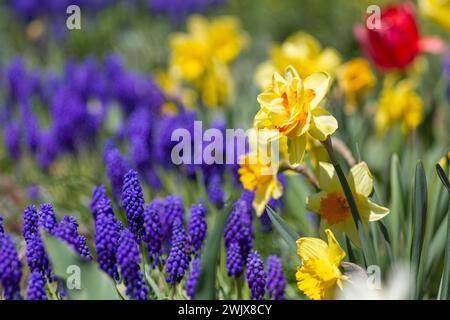 Spring blooming muscari and daffodils in garden Stock Photo - Alamy