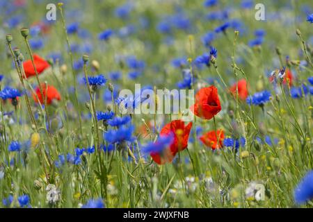 einzelne Mohnblüten papaver blühen zwischen Kornblumen Centaurea cyanus ...