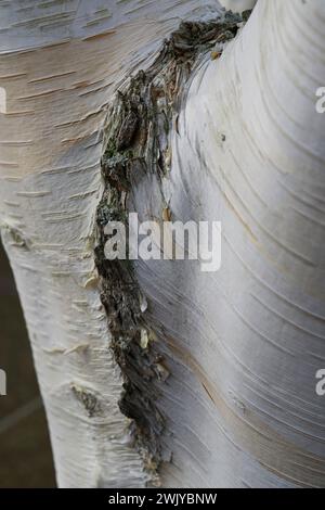Split in the trunk of a silver birch tree Stock Photo - Alamy