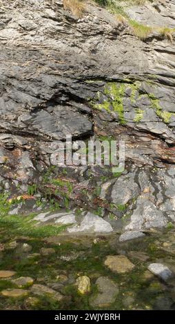 Green algae on rocks above a saltwater pool in Cornwall, UK Stock Photo ...