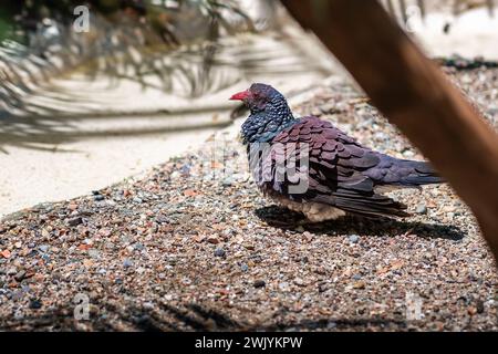 Scaled Pigeon bird (Patagioenas speciosa Stock Photo - Alamy