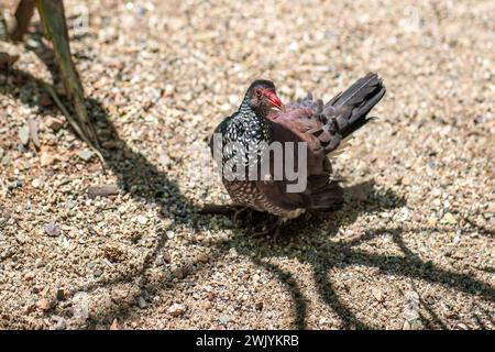 scaled pigeon (Patagioenas speciosa, Columba speciosa), perched on a ...